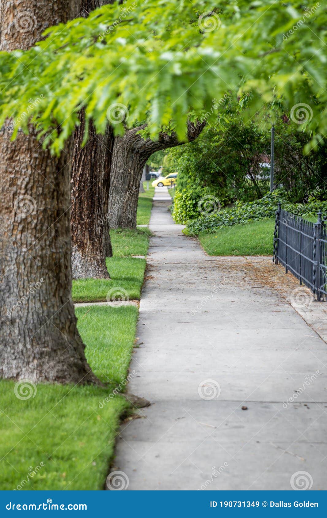Sidewalk in Tree Lined Neighborhood Stock Image - Image of lined ...