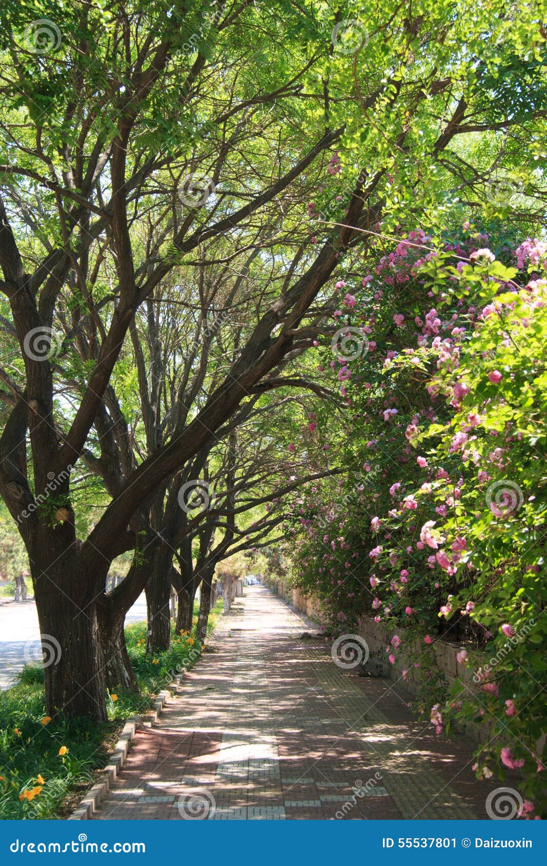 Sidewalk and tree stock image. Image of blue, path, park - 55537801