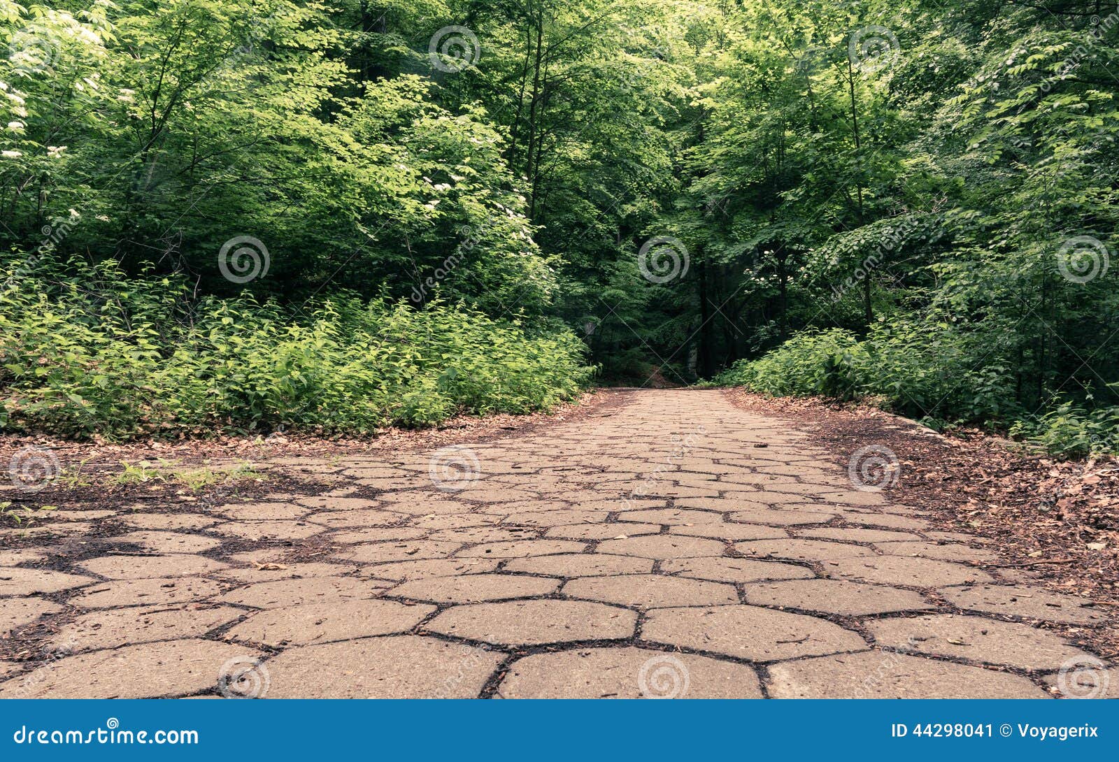 Sidewalk Walking Pavement in a Park or Forest Stock Image - Image of ...