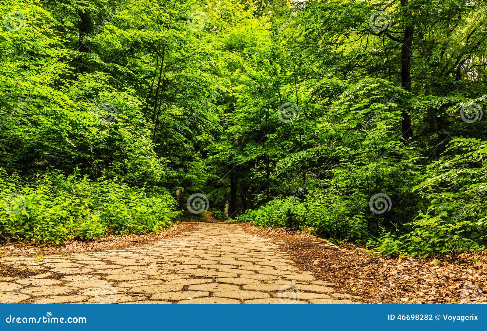 Sidewalk Walking Pavement in a Park or Forest Stock Photo - Image of ...