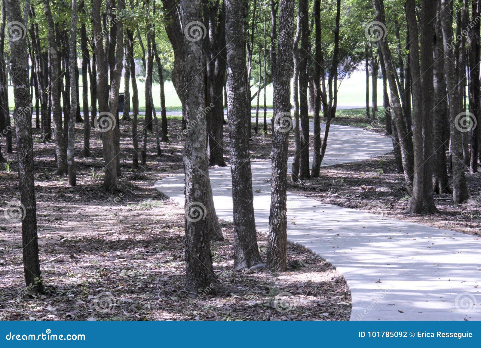 Sidewalk Path through Trees Stock Photo - Image of curve, path: 101785092