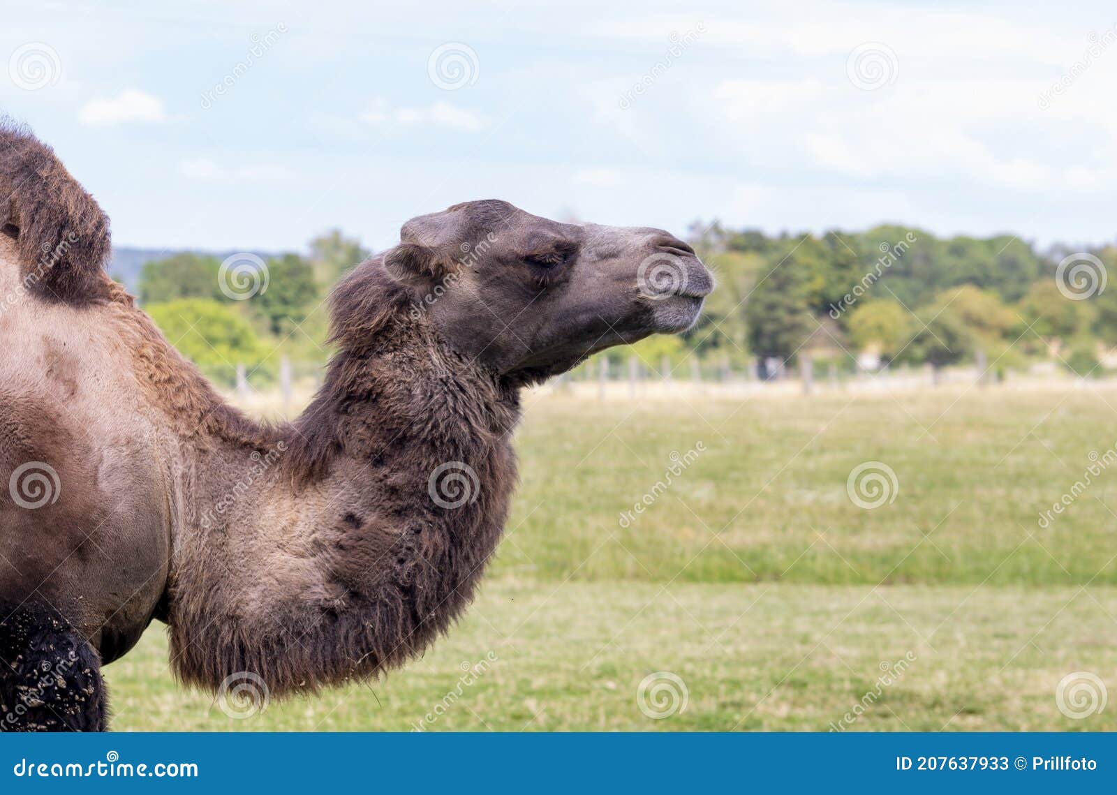 Sideways camel portrait stock image. Image of outdoor - 207637933