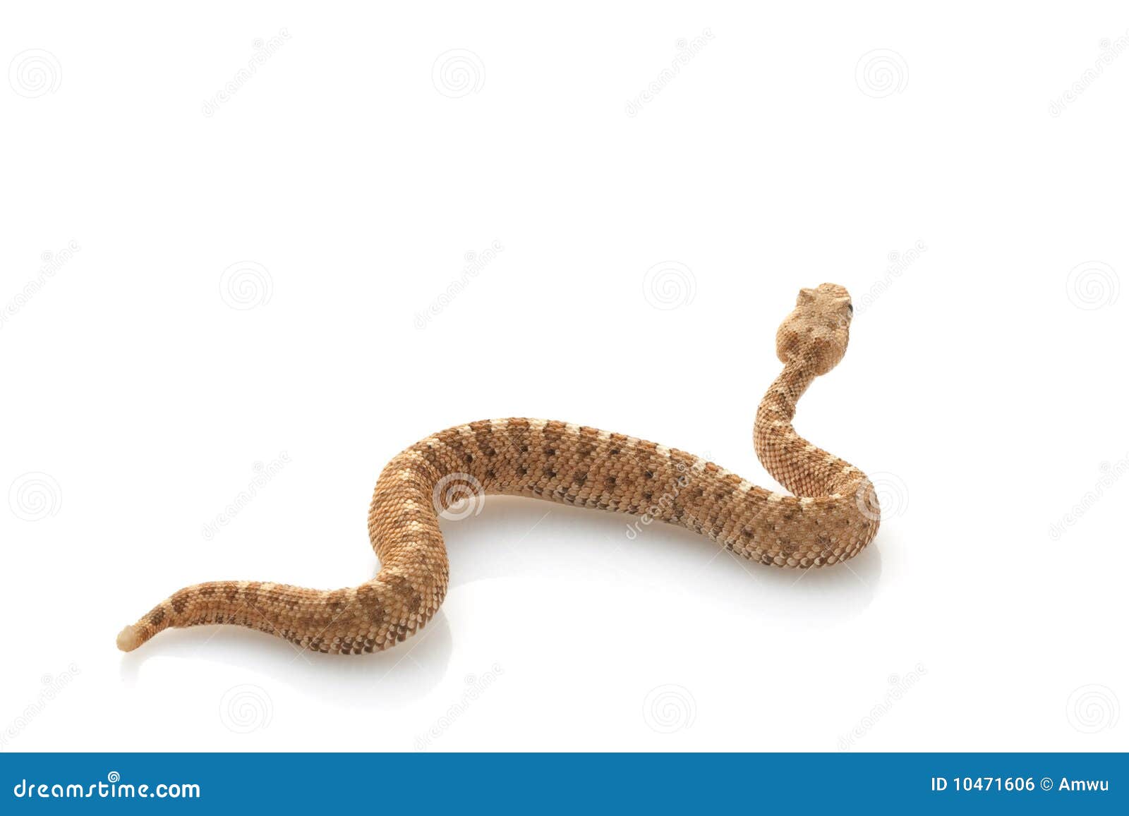 Sidewinder stock photo. Image of animal, venomous, species - 10471606