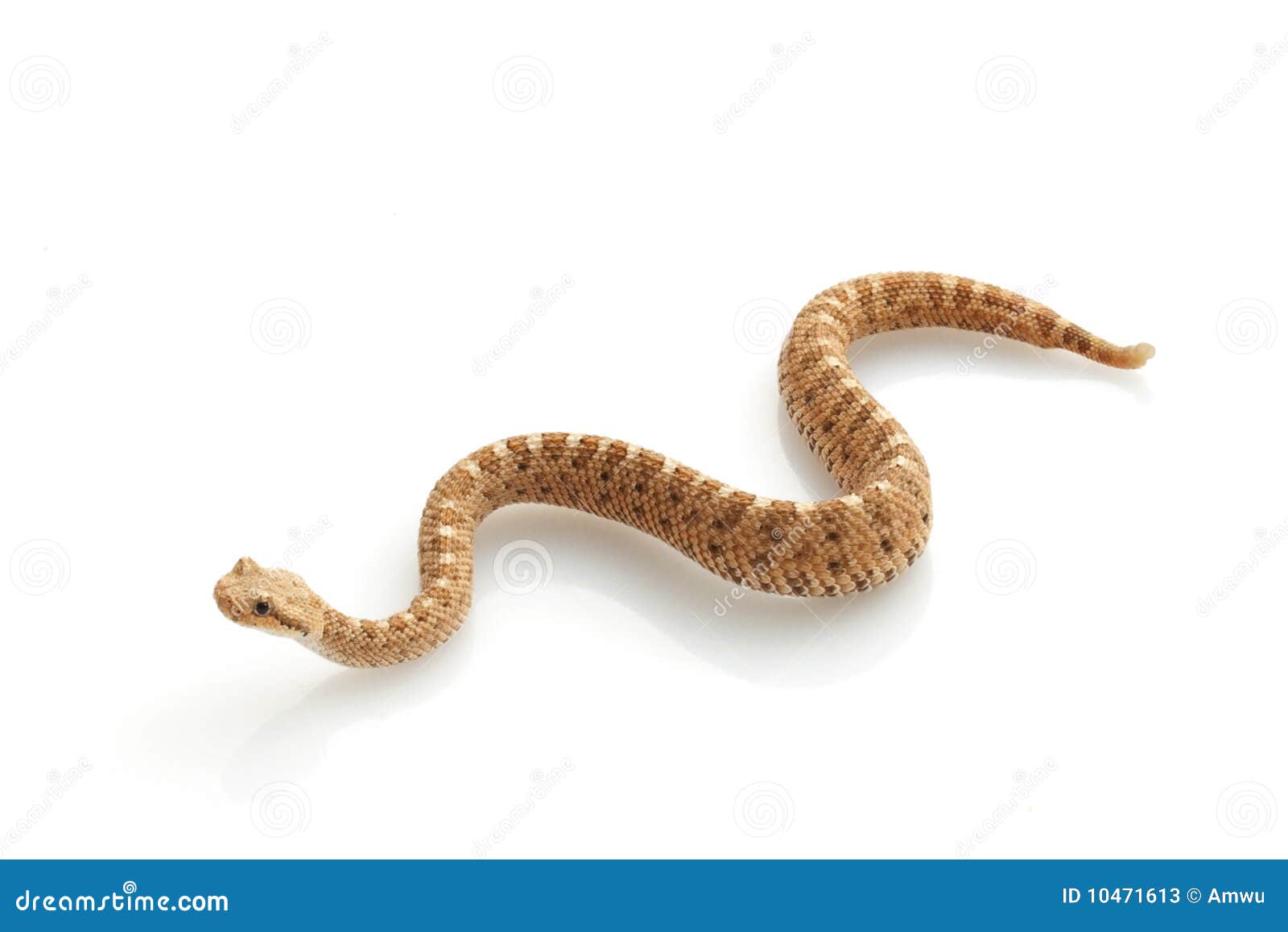 Sidewinder stock image. Image of snake, deadly, beauty - 10471613