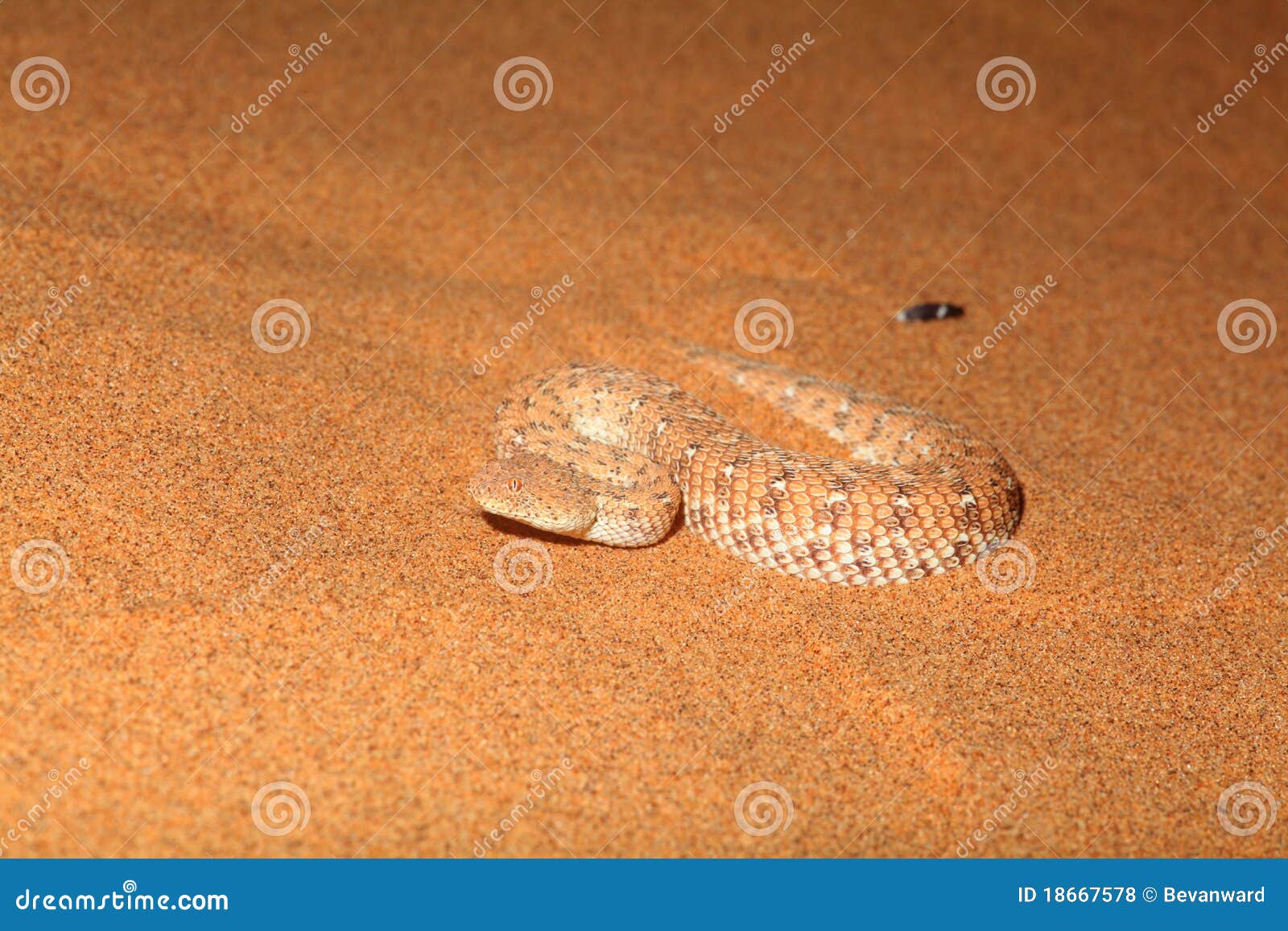 Sidewinder Snake Front View Stock Photo - Image of cerastes, fangs ...