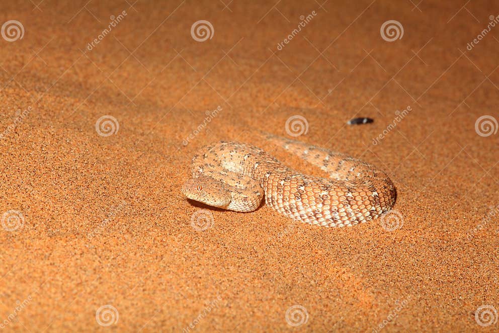 Sidewinder Snake Front View Stock Photo - Image of cerastes, fangs ...