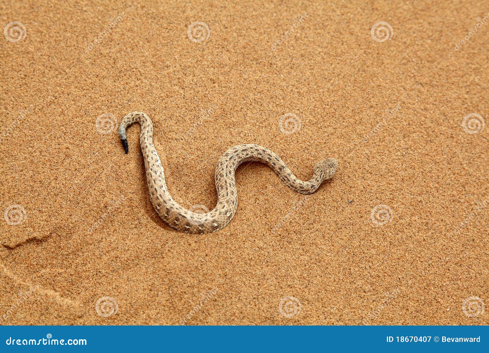 Sidewinder Snake Moving