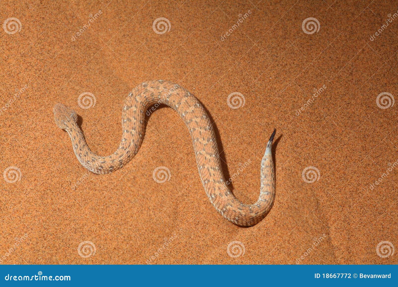 Sidewinder Snake top view stock photo. Image of predicament - 18667772