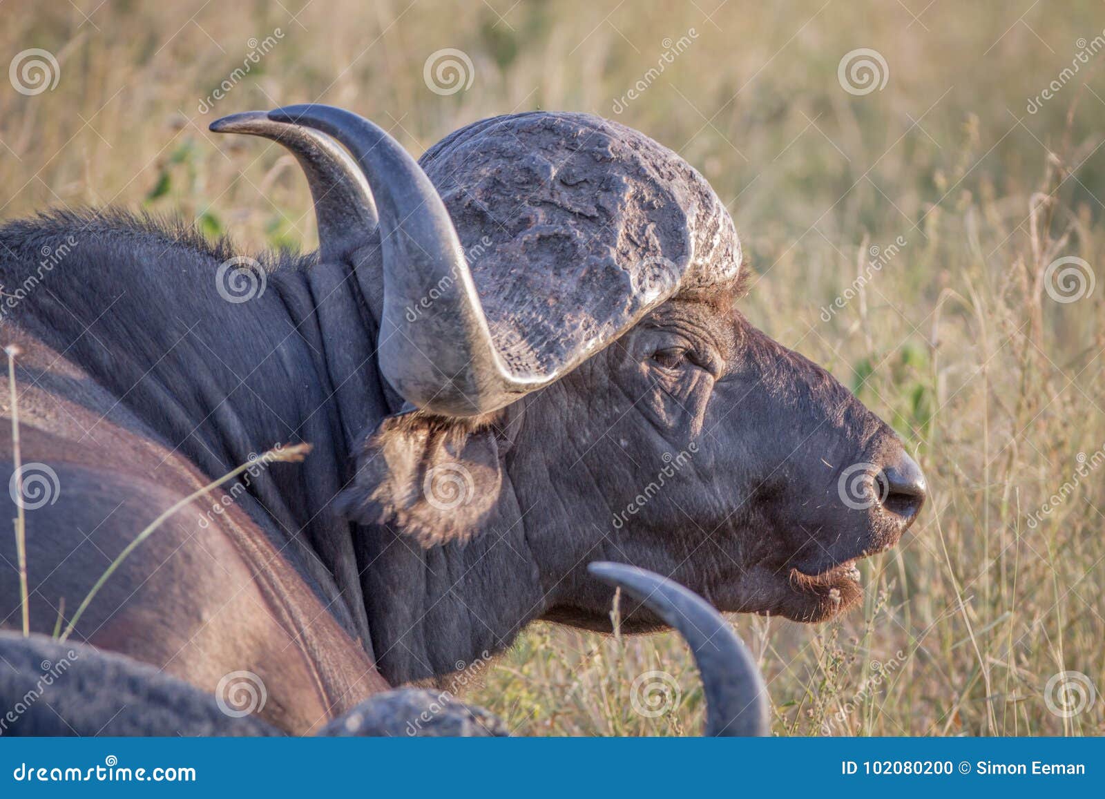 Sidoprofil Av En Afrikansk Buffel Arkivfoto - Bild av natur, herbivor ...
