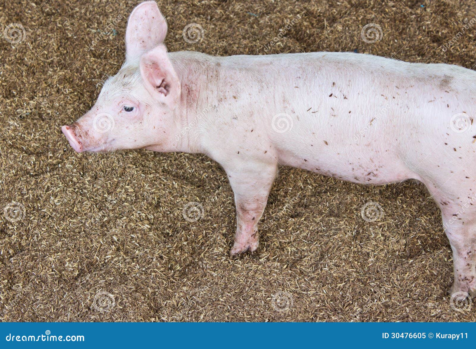 Sidosikt av ett svin fotografering för bildbyråer. Bild av hemhjälp ... Sidosikt av ett svin fotografering för bildbyråer. Bild av hemhjälp ...