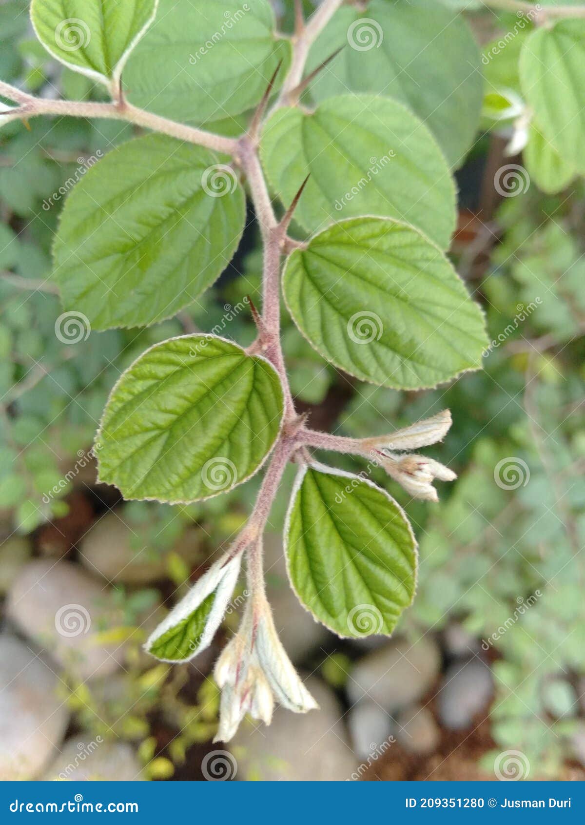 Sidr Leaf And Branch Of Sidr Tree Stock Photo | CartoonDealer.com ...