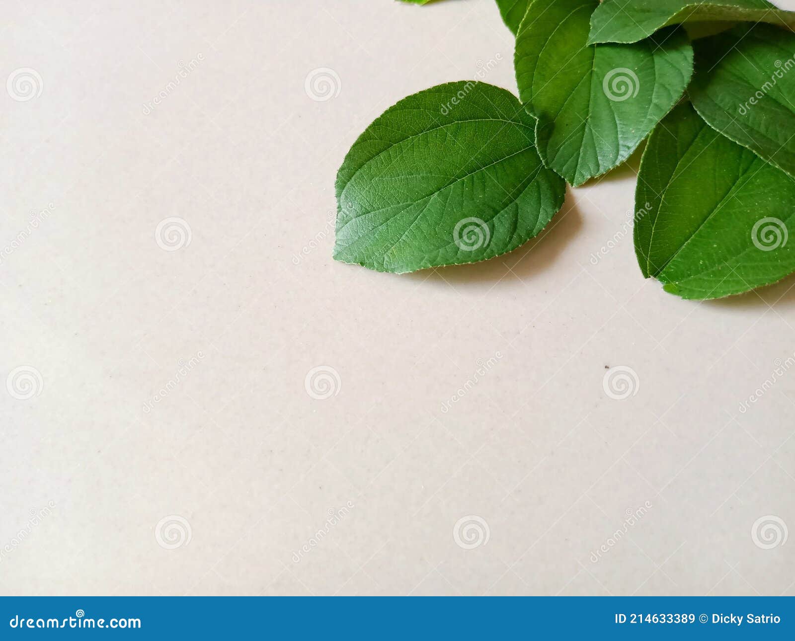 Sidr Leaves Plant From Arab Royalty-Free Stock Photo | CartoonDealer ...
