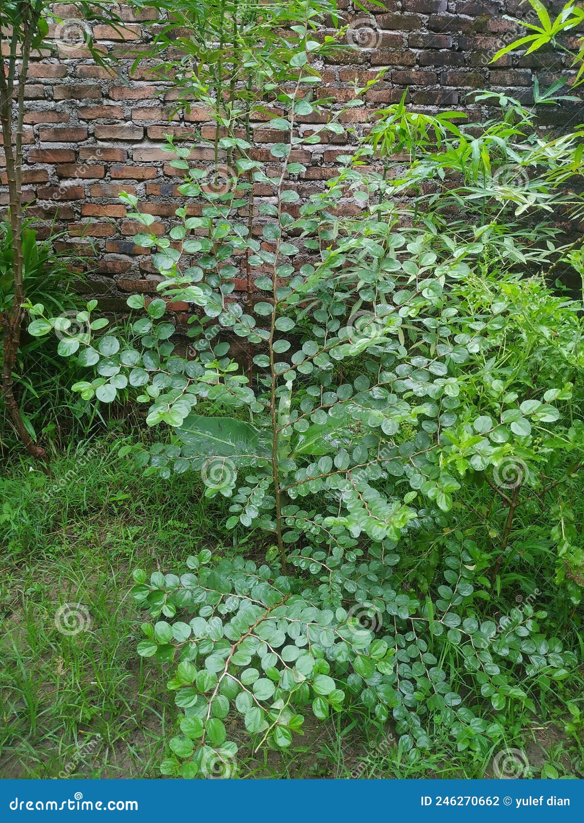 Sidr Tree Still Young in the Park Stock Photo - Image of flower, plant ...