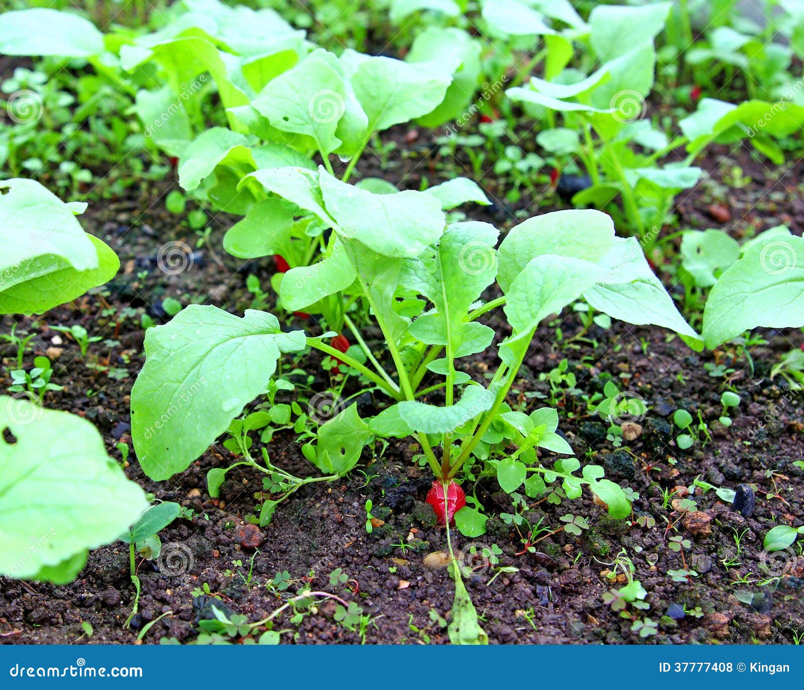 Siembras del rábano foto de archivo. Imagen de rojo, varios - 37777408