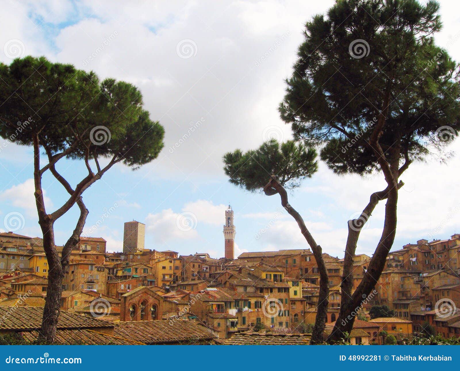 Sienna Trees stock image. Image of trees, colorful, gorgeous - 48992281