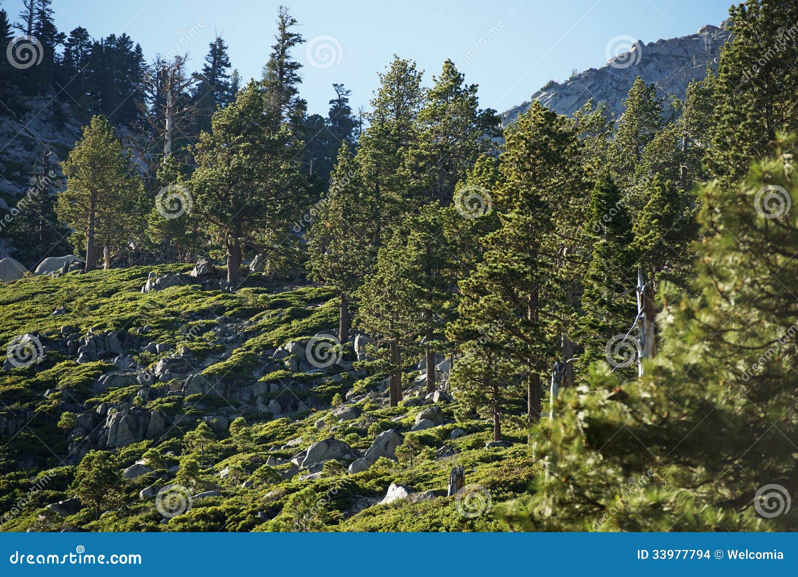 Sierra Nevada Forest stock photo. Image of horizontal - 33977794