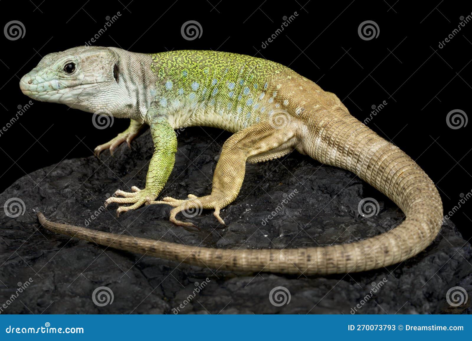 Sierra Nevada Occelated Lizard (Timon Nevadensis) Male Stock Image ...