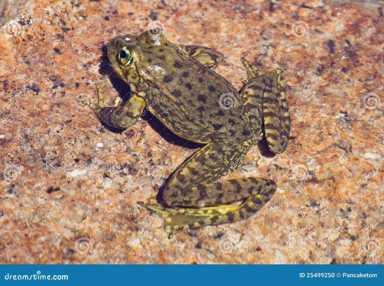 Yellow-legged Buttonquail Turnix Tanki Fat Camouflage Brown Bird ...