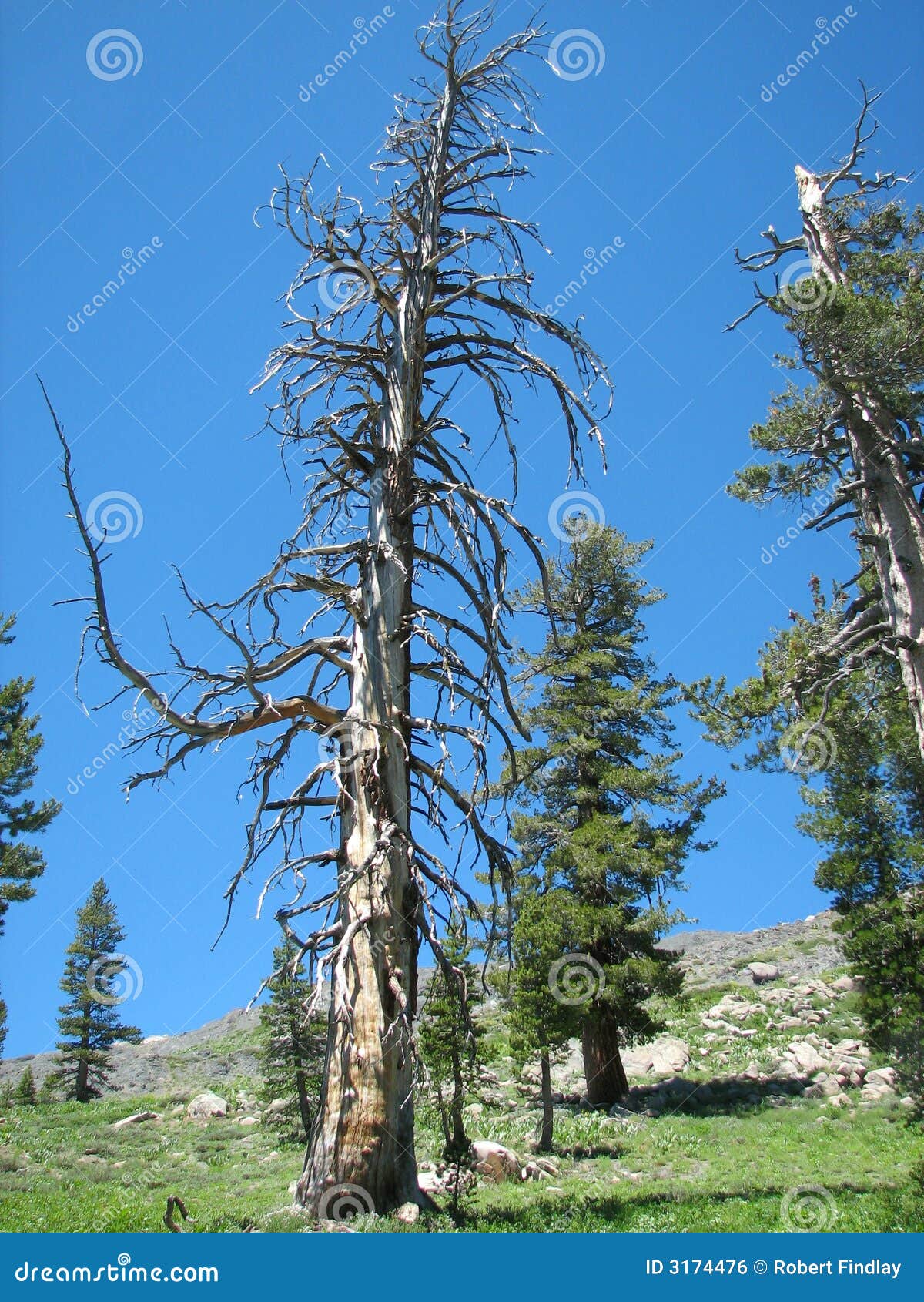 Sierra Nevada Trees Picture. Image: 3174476