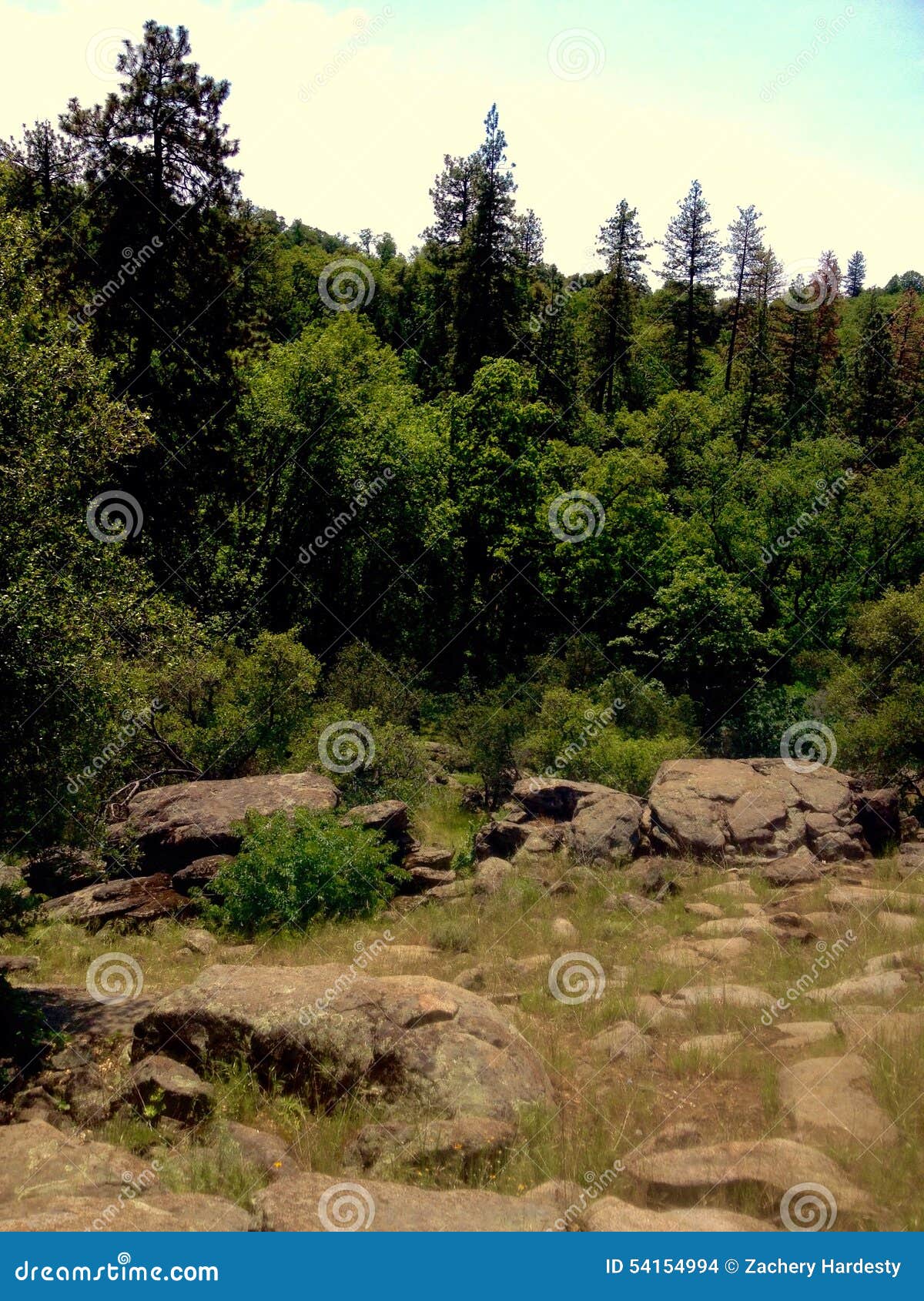 Sierra oaks stock photo. Image of mountain, sierras, oaks - 54154994
