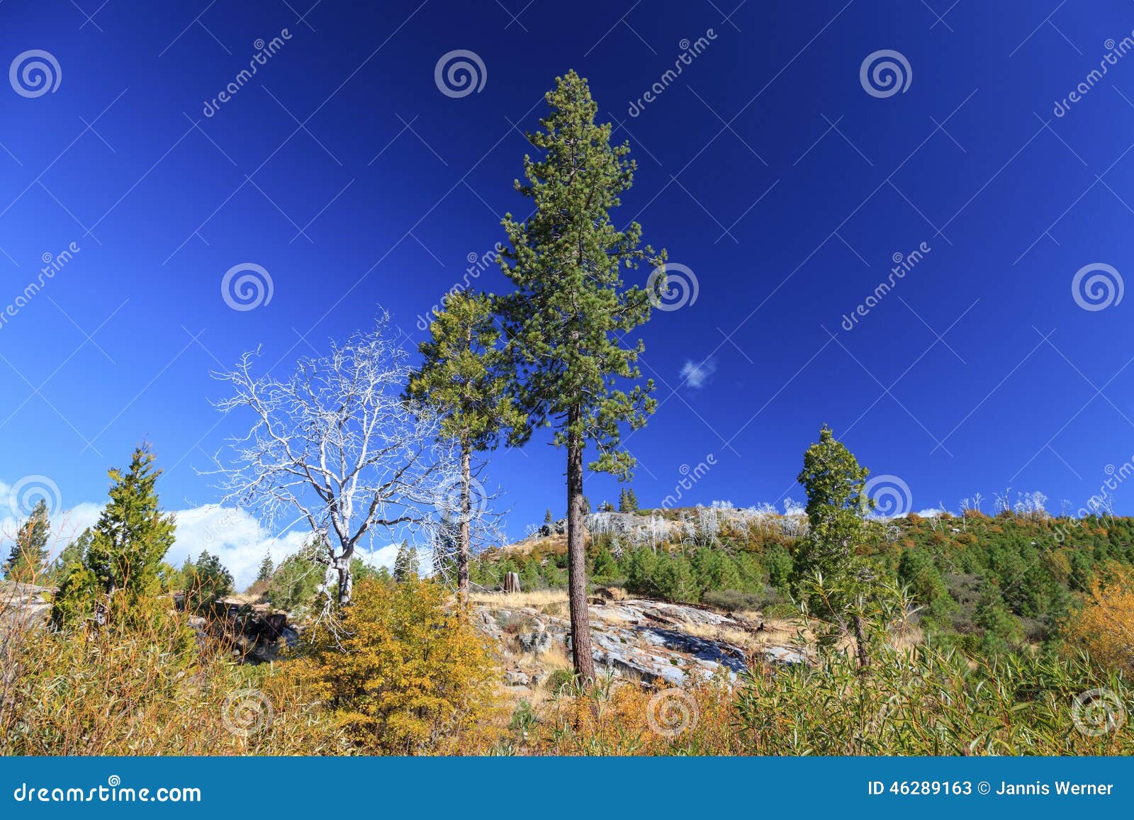 Sierra Trees stock image. Image of rocks, blue, mountain - 46289163