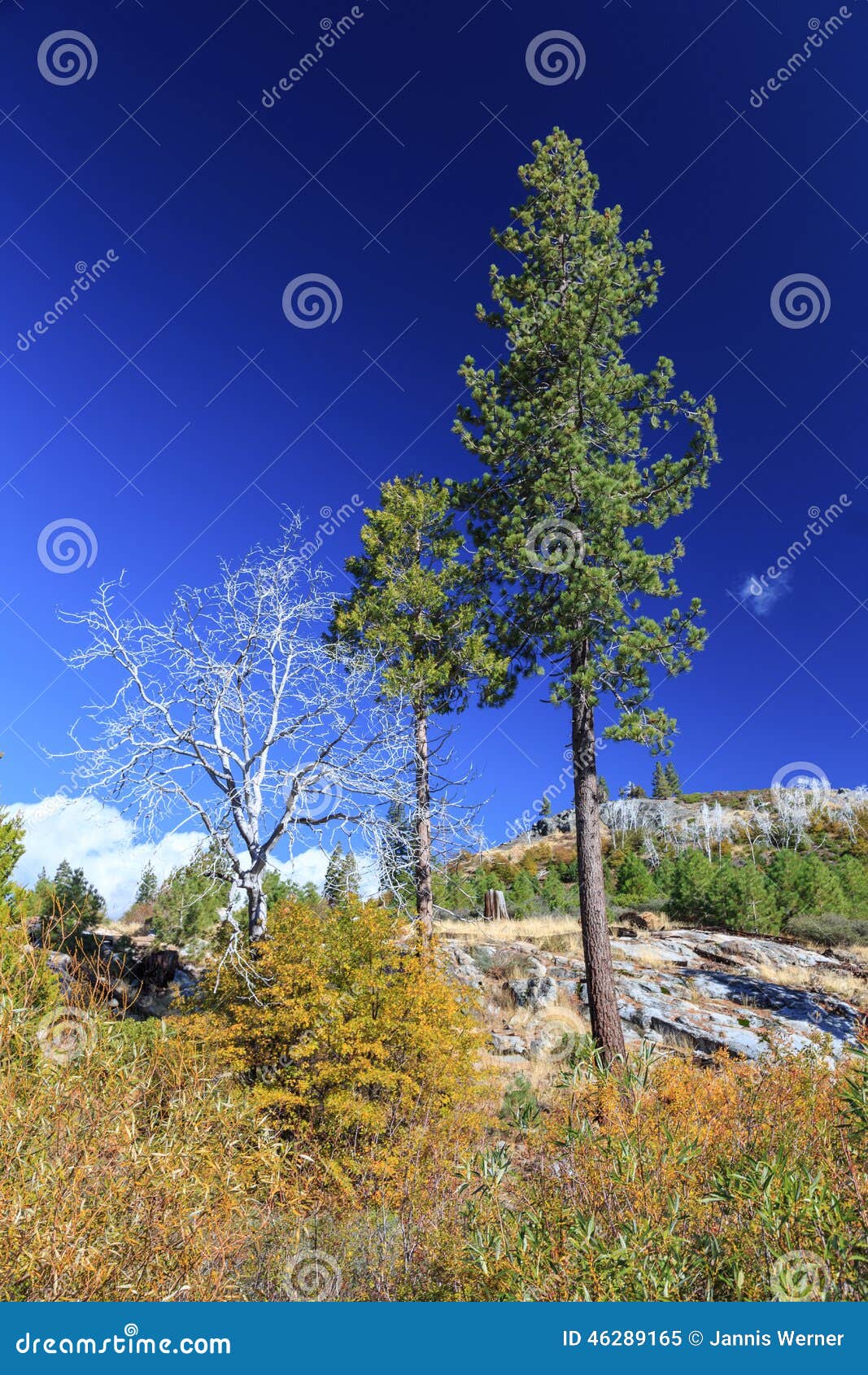 Sierra Trees stock image. Image of plateau, rocky, prairie - 46289165