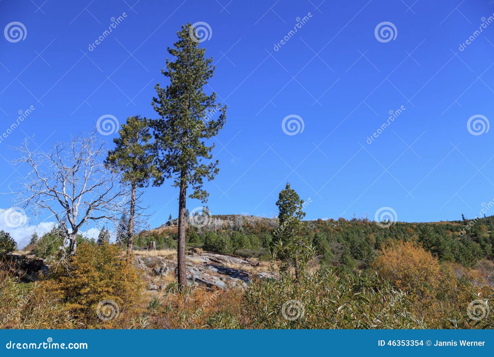 Sierra Trees stock photo. Image of national, forest, country - 46353354