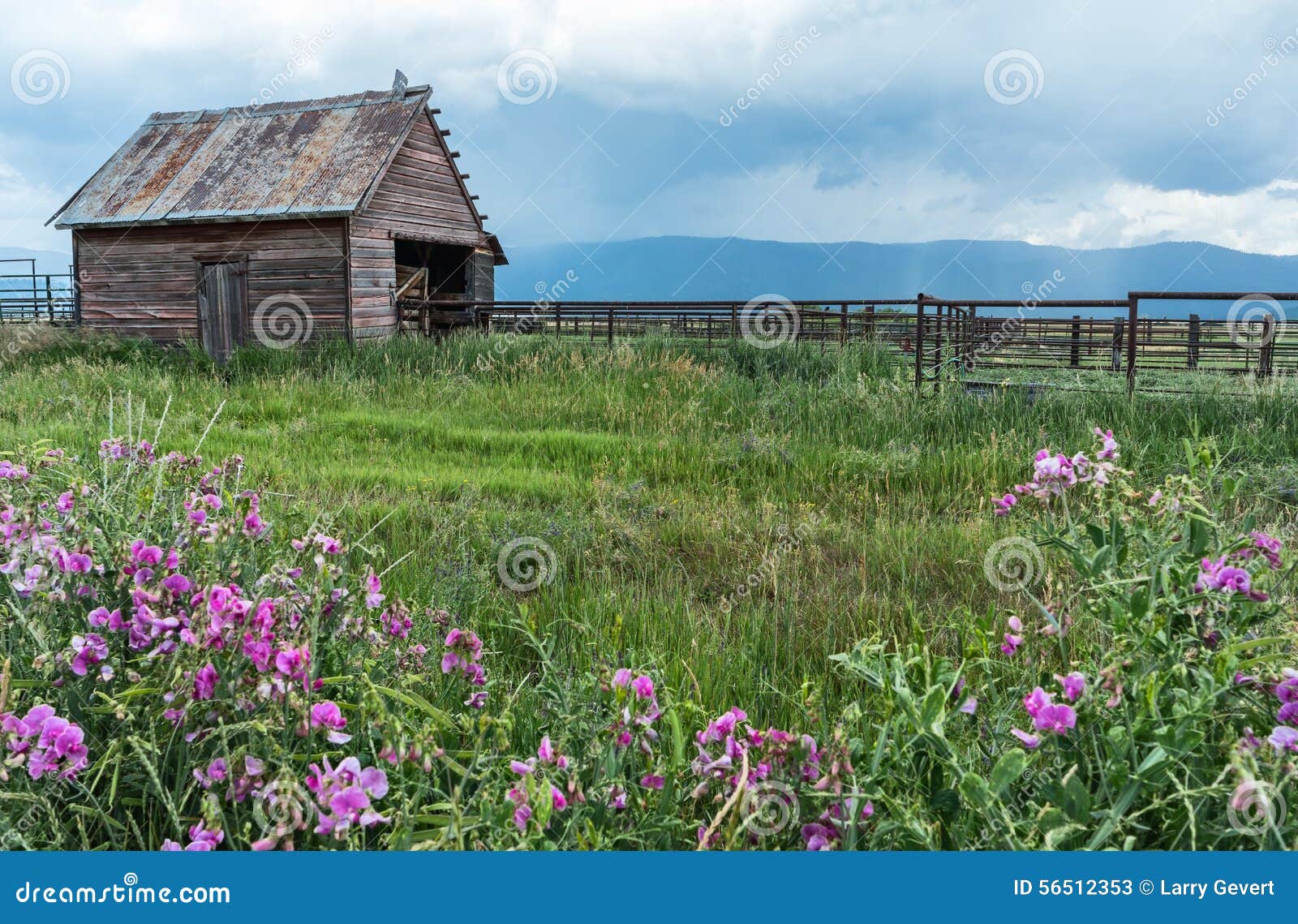 Sierra Valley ranch stock image. Image of color, fields - 56512353