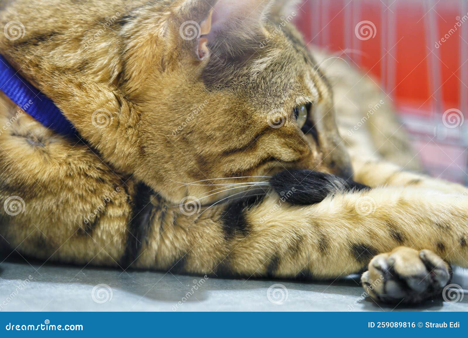 Siesta de un gato flojo foto de archivo. Imagen de siesta - 259089816