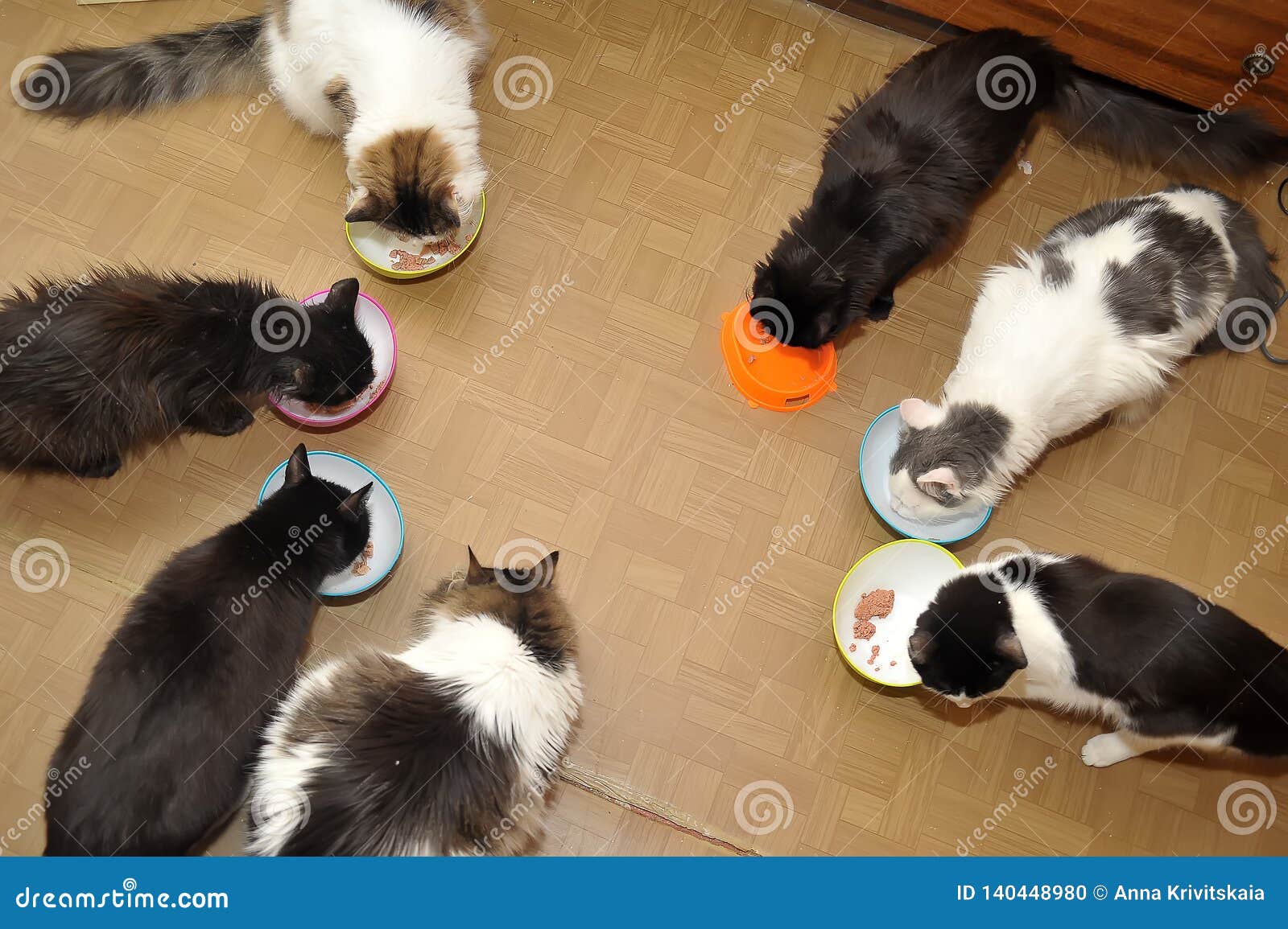 Siete gatos comen juntos foto de archivo. Imagen de fondo - 140448980