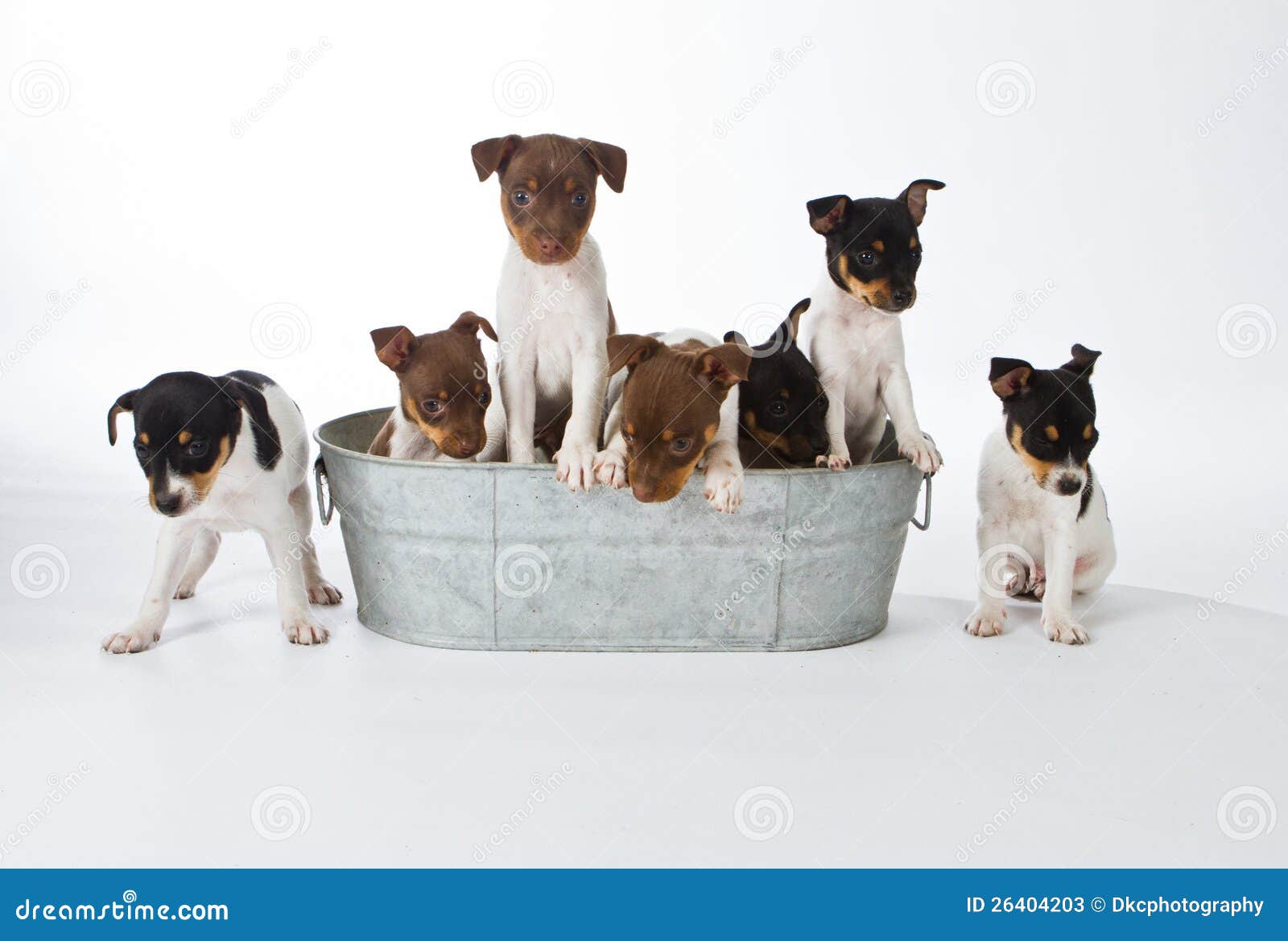 Siete Perritos Del Terrier De Rata Imagen de archivo - Imagen de ...