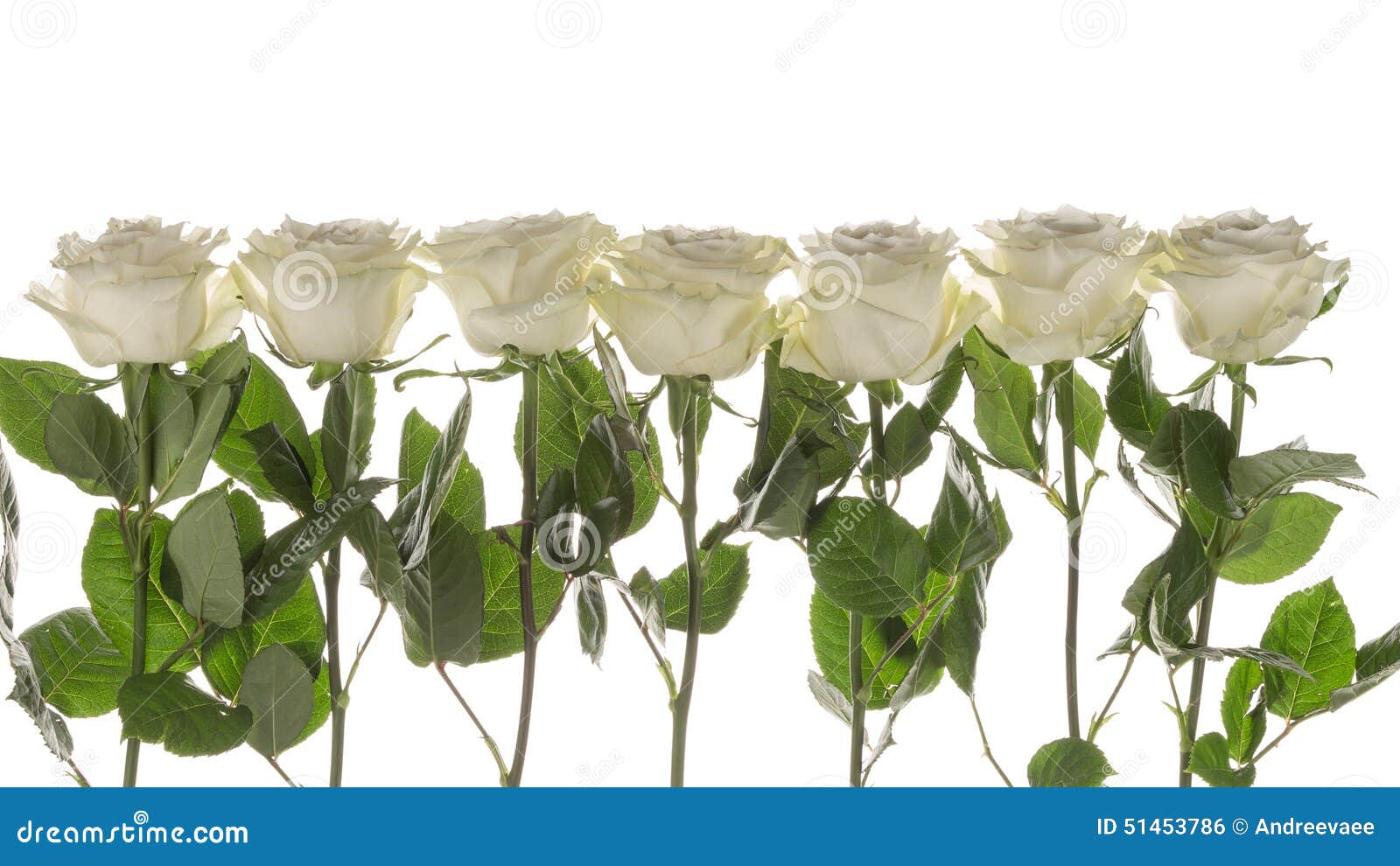 Siete rosas hermosas foto de archivo. Imagen de flor - 51453786