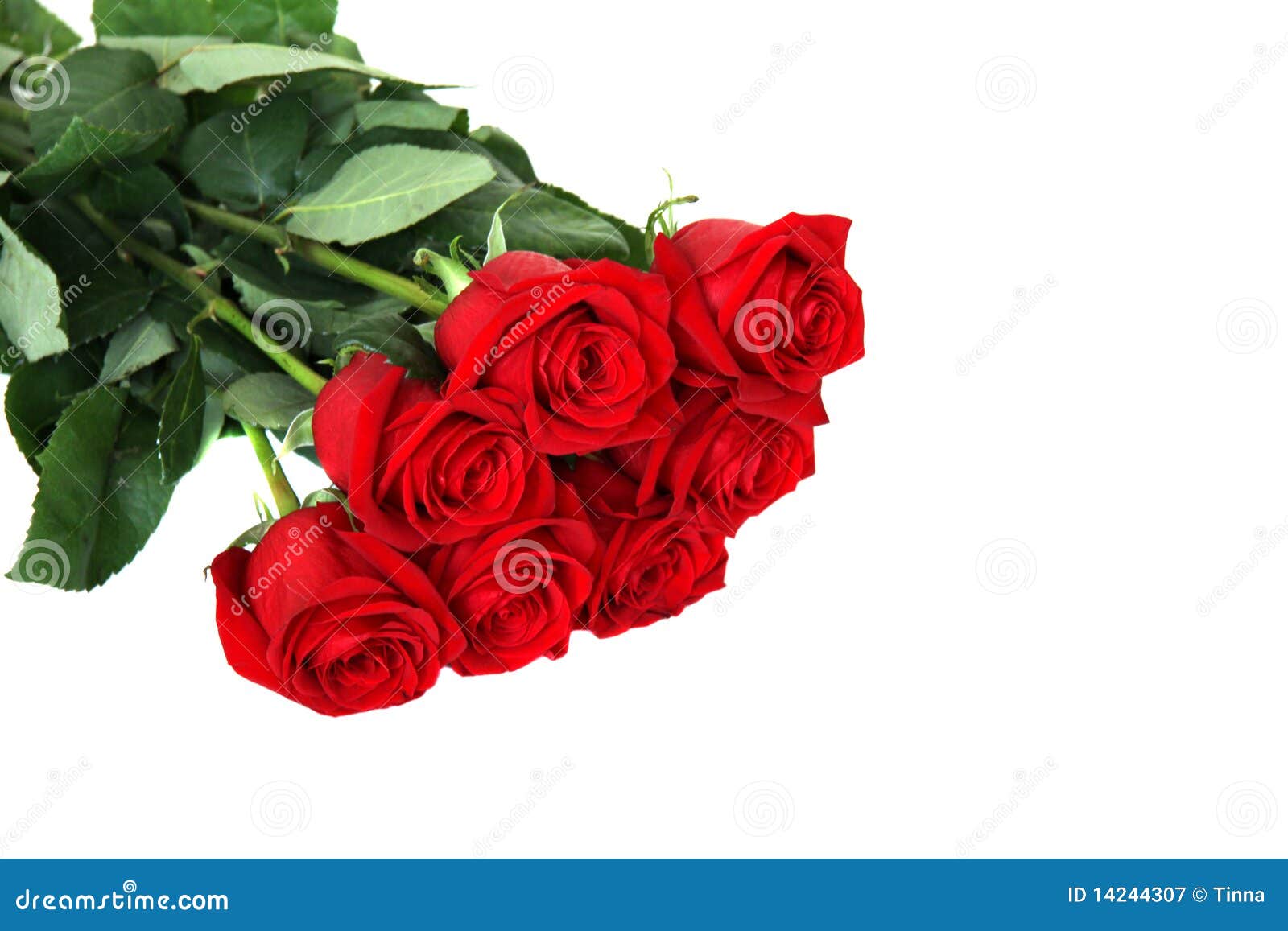 Siete rosas rojas imagen de archivo. Imagen de manojo - 14244307