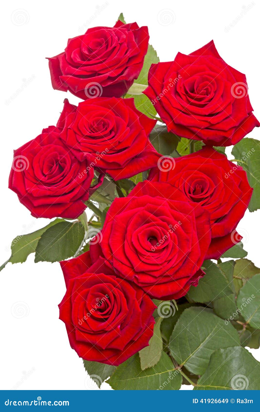 Siete rosas rojas imagen de archivo. Imagen de flor, aislado - 41926649