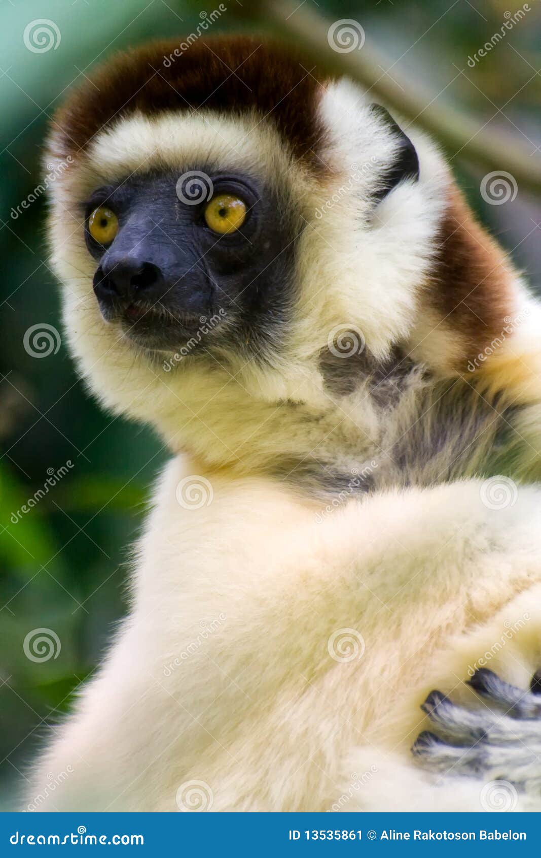 Sifaka stock image. Image of mammal, vereauxi, propithecus - 13535861