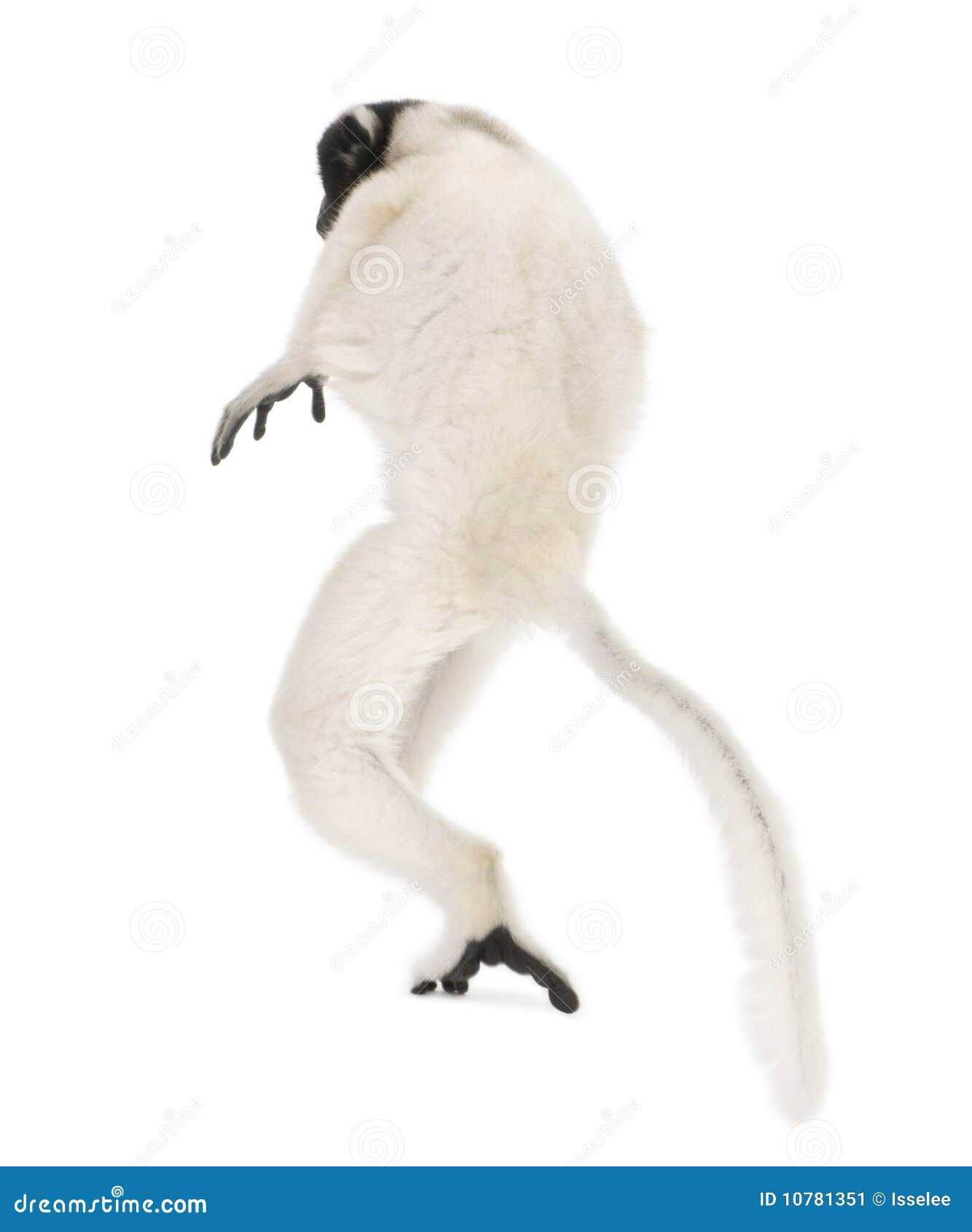 Sifaka Coronado Joven, Propithecus Coronatus Imagen de archivo - Imagen ...