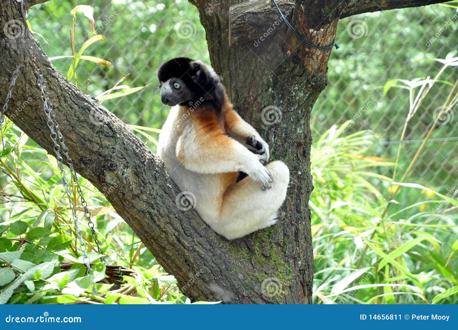 Sifaka Lemur, Silky Sifaka Propithecus Candidus, Madagascar Royalty ...