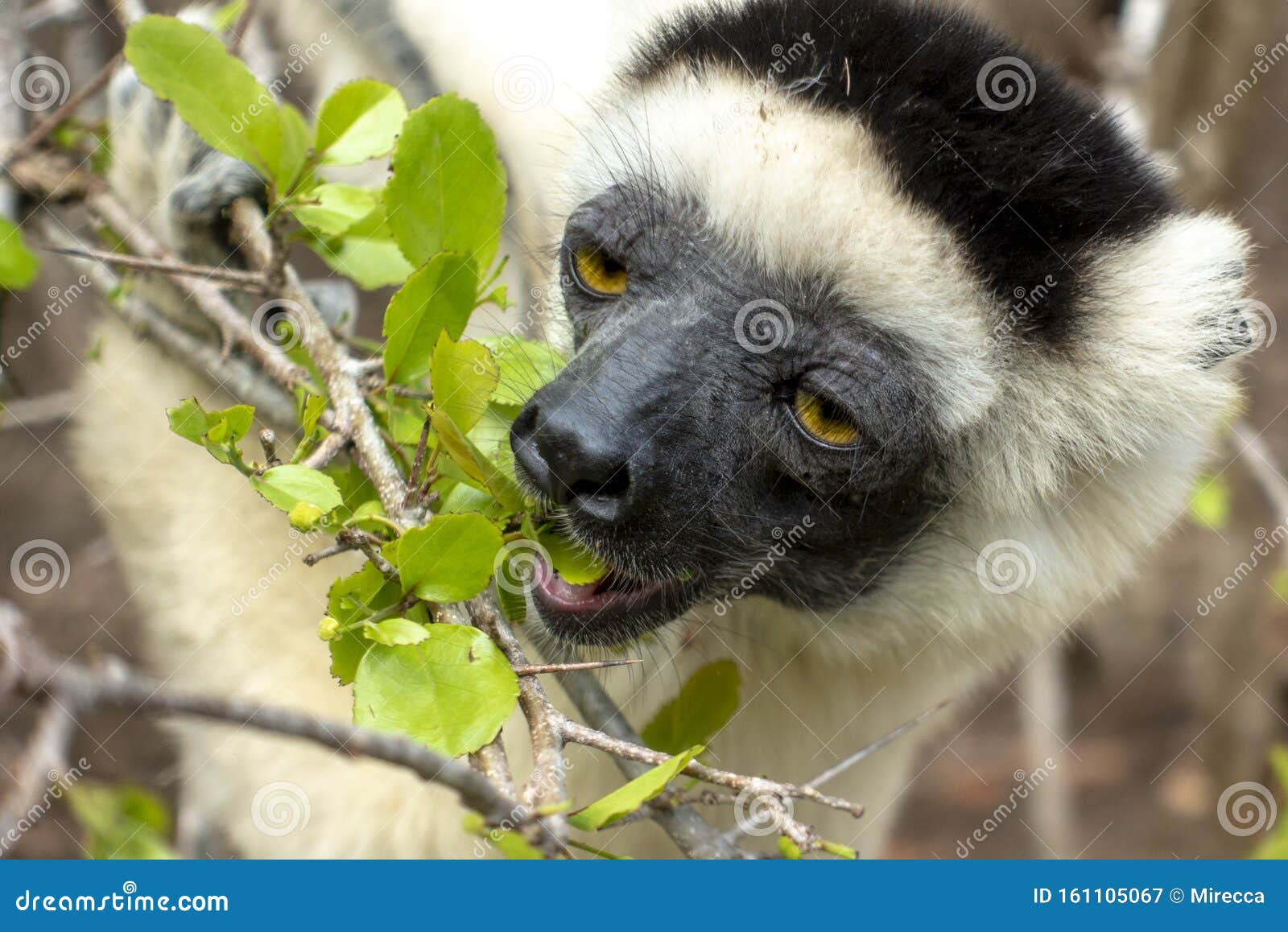 Sifaka Lemur, Silky Sifaka Propithecus Candidus, Madagascar Stock Image ...