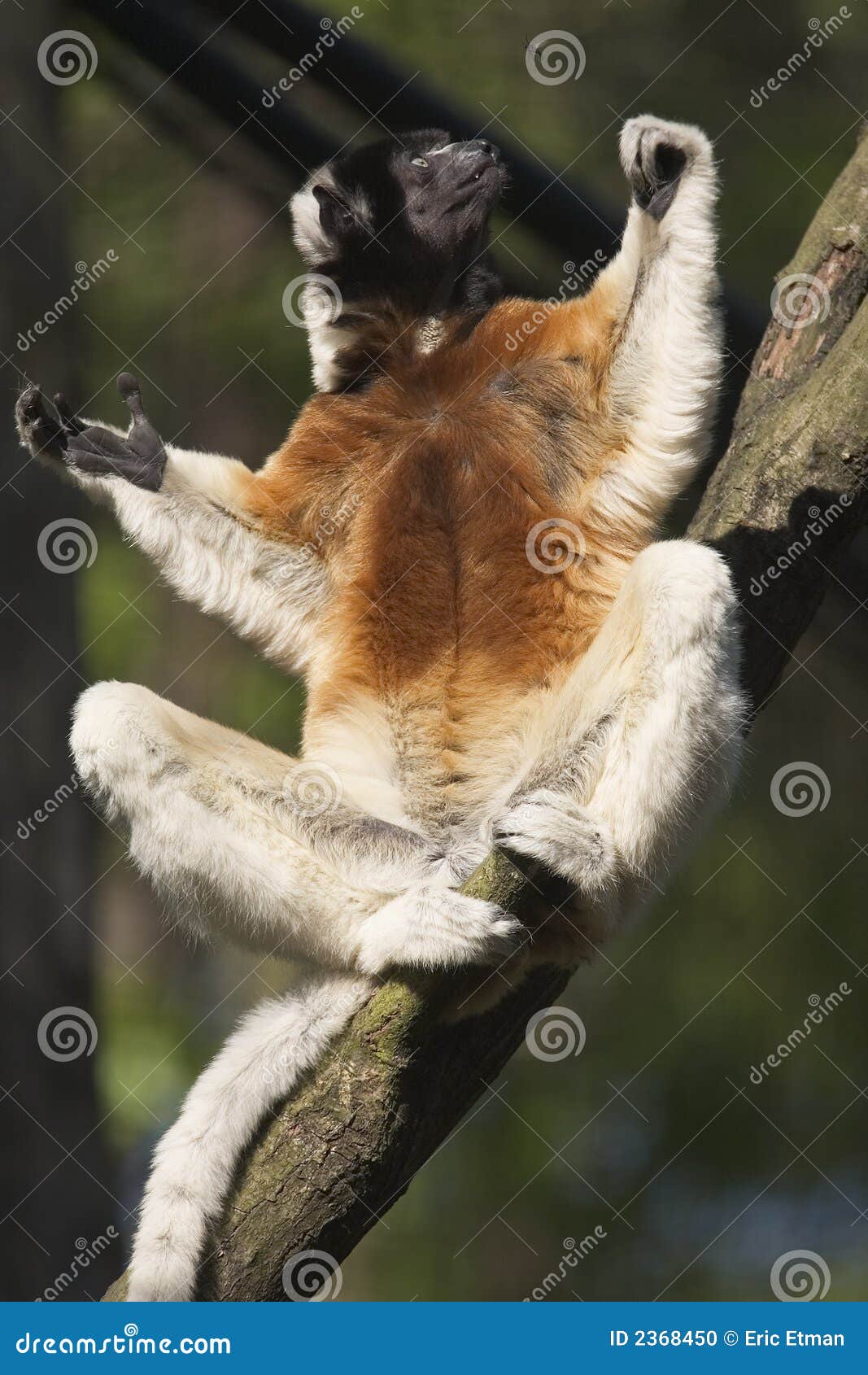 Sifaka sunbathing stock photo. Image of tree, lemuridae - 2368450