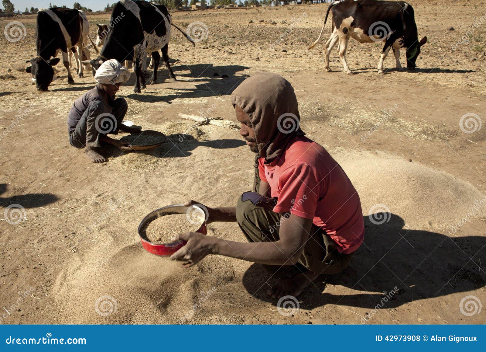 Sifting grain, Ethiopia editorial stock photo. Image of animal - 42973908