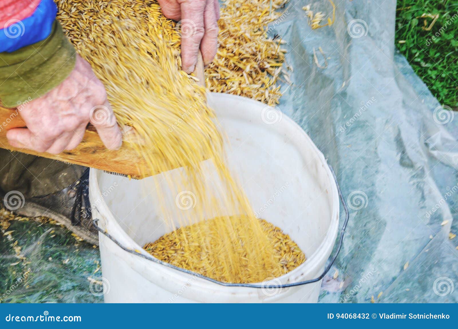 Sifting the Grain through the Sieve by Hand Stock Photo - Image of ...