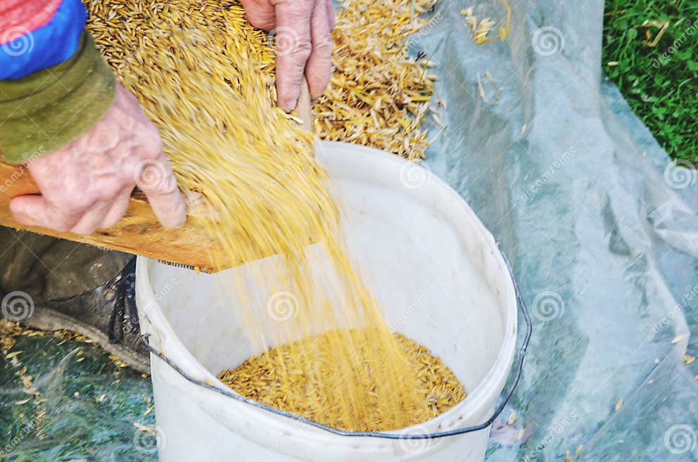 Sifting the Grain through the Sieve by Hand Stock Photo - Image of ...