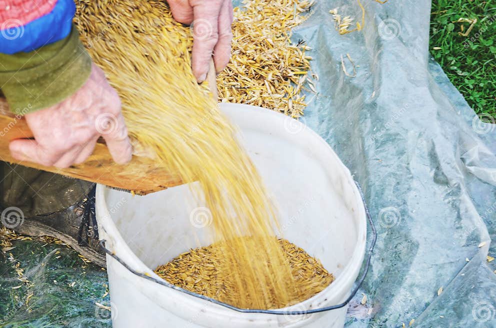 Sifting the Grain through the Sieve by Hand Stock Image - Image of ...