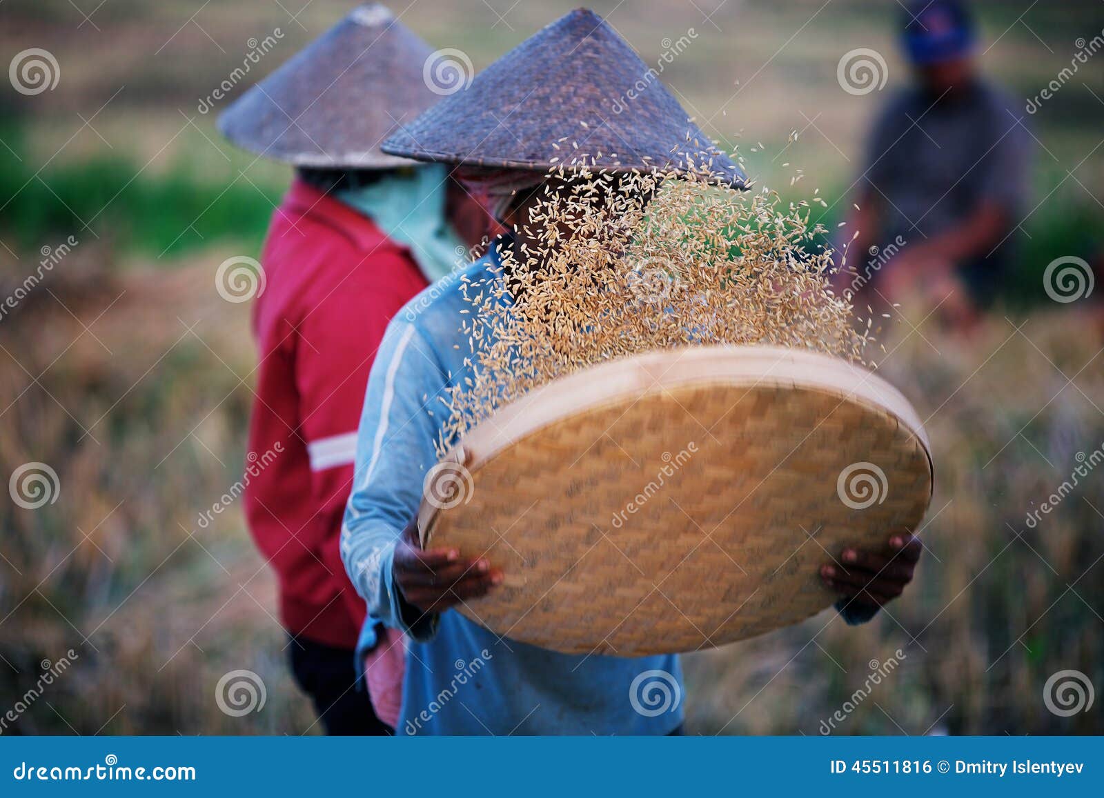 Sifting rice stock photo. Image of food, farming, bali - 45511816