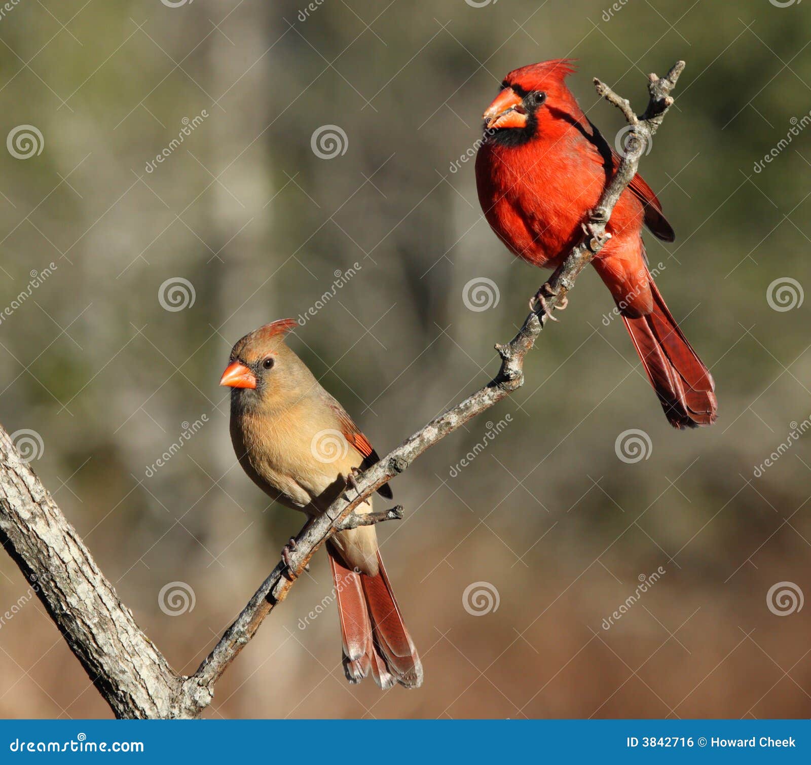 Sig. & sig.ra C fotografia stock. Immagine di compagni - 3842716