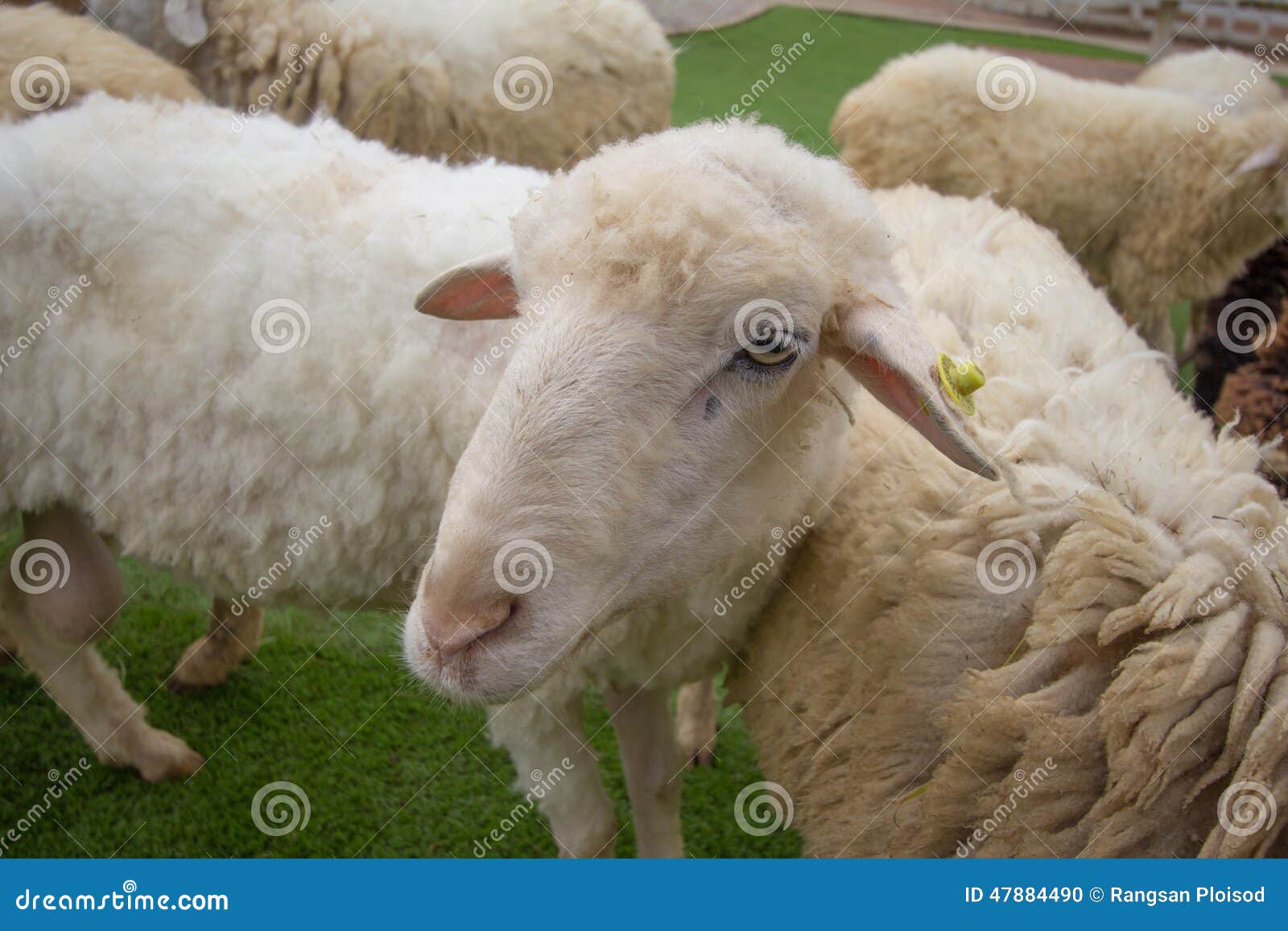 Sig.ra Sheep fotografia stock. Immagine di orizzontale - 47884490