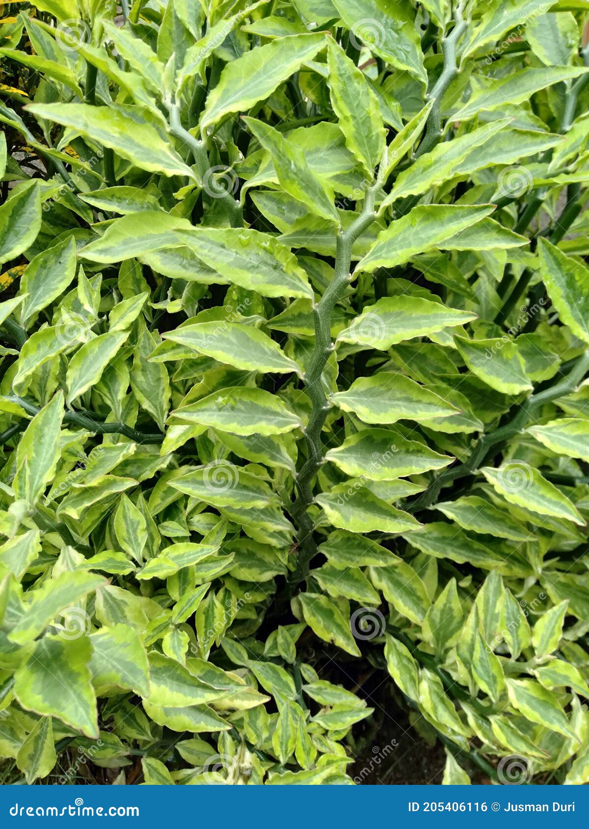 Sig Sag Green Flower Background Stock Photo - Image of garden ...