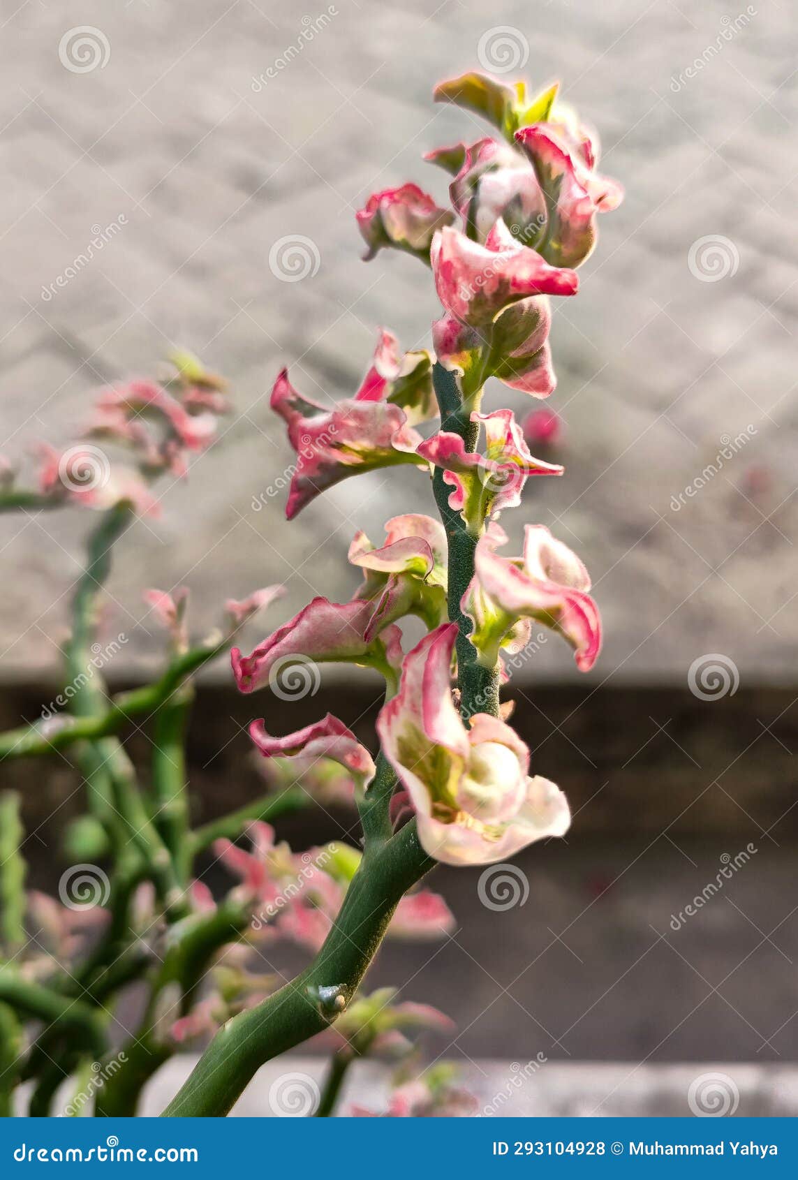 Sig-sag Plants Appear in Summer with Conical Leaves Stock Photo - Image ...