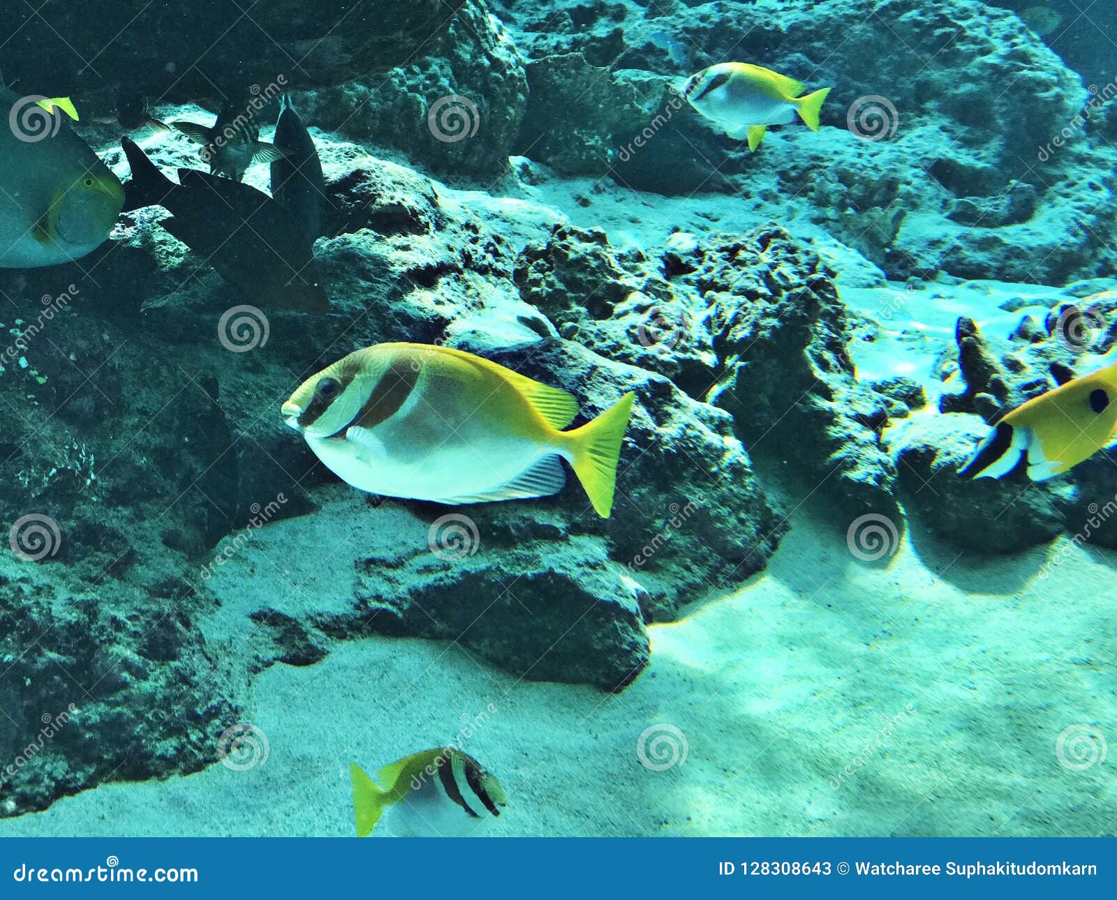 Siganus Doliatus or Barred Spinefoot or Scribbled Rabbitfish or Pencil ...