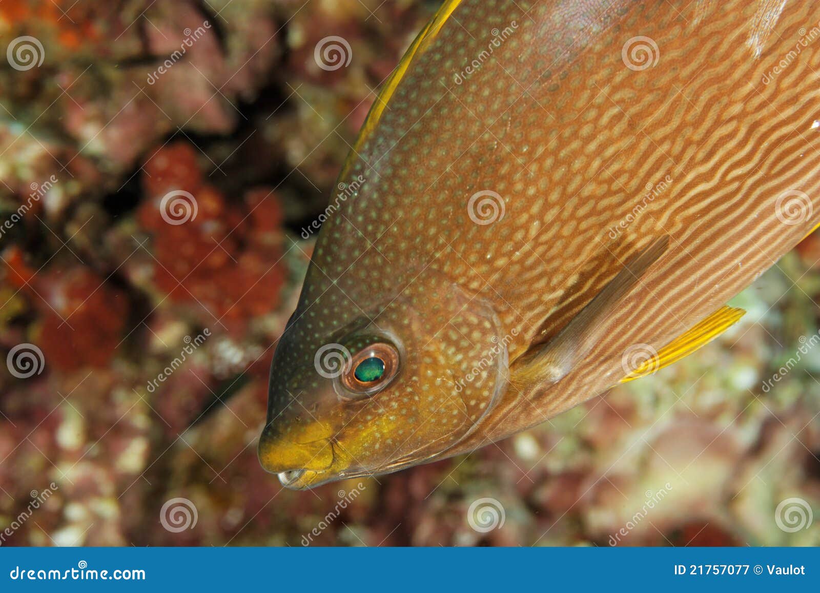 Siganus Javus - Andaman Sea Stock Image - Image of andaman, marine ...